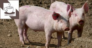 What was the deal with the drowning pigs in Matthew 8? Did the demons ...